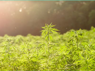 The New Hemp Law and What It Means